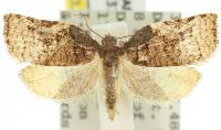 Imagoes of Australian TORTRICINAE