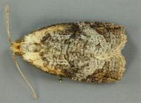 Imagoes of Australian TORTRICINAE