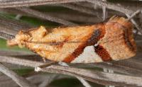 Imagoes of Australian TORTRICINAE