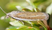 Imagoes of Australian TORTRICINAE