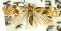 Imagoes of Australian TORTRICINAE
