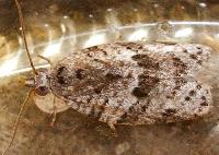 Imagoes of Australian TORTRICINAE