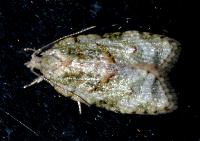 Imagoes of Australian TORTRICINAE