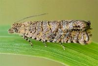 Imagoes of Australian TORTRICINAE
