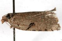 Imagoes of Australian TORTRICINAE