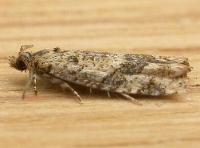 Imagoes of Australian TORTRICINAE