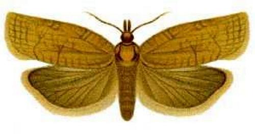 Homona spargotis