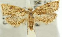 Imagoes of Australian TORTRICINAE