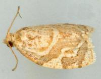 Imagoes of Australian TORTRICINAE