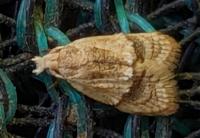 Imagoes of Australian TORTRICINAE