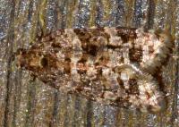 Imagoes of Australian TORTRICINAE