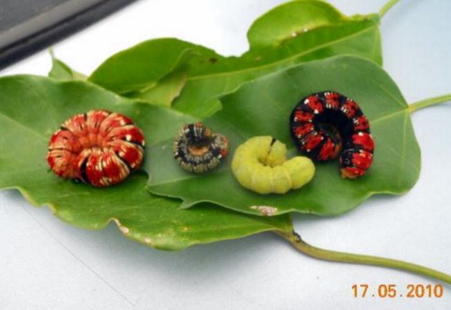 Zodiac moth facts 60 photos - Youhoroscope.com