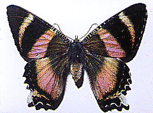 Zodiac moth facts 60 photos - Youhoroscope.com
