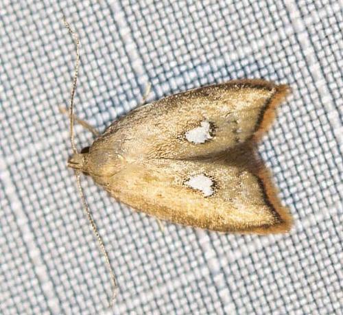 Parocystola leucospora