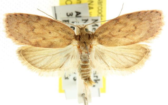 Euchaetis parthenopa
