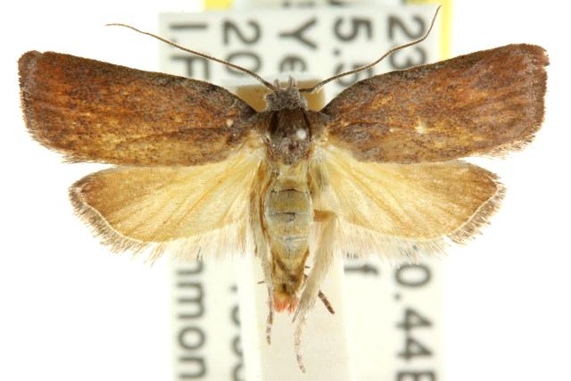 Tortricopsis pyroptis