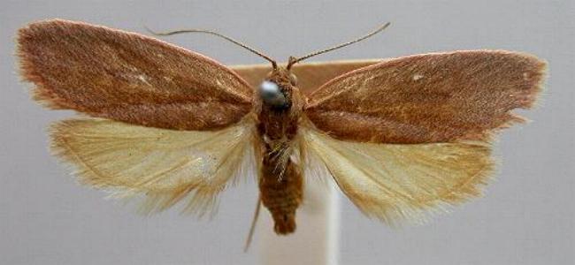 Enoplidia simplex