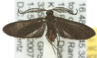 Imagoes of males in the Australian ZYGAENIDAE